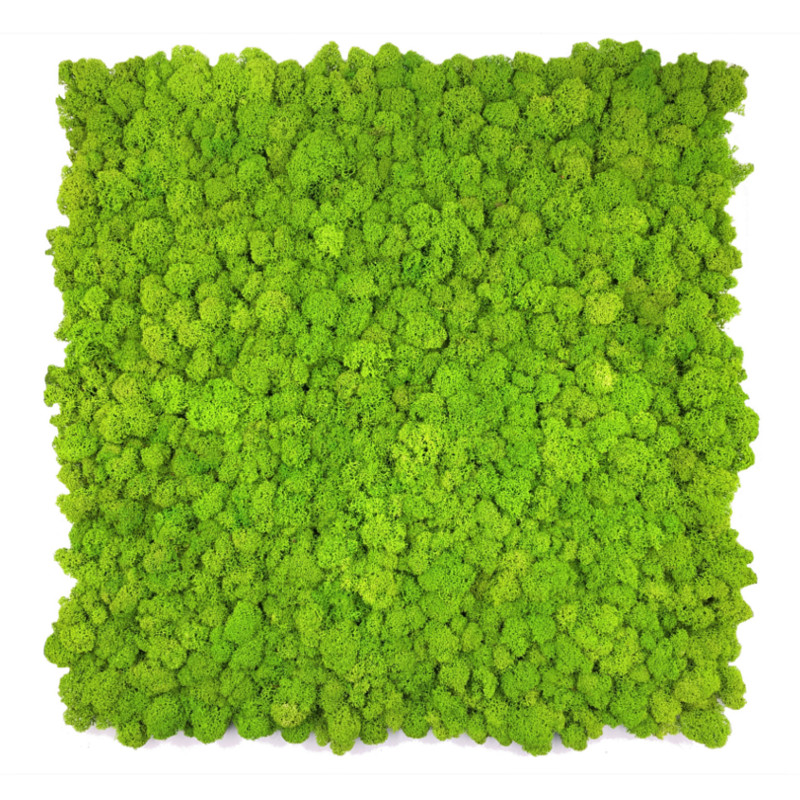 Premium Preserved Reindeer Moss Wall Panel 50x50cm – Light Green ...